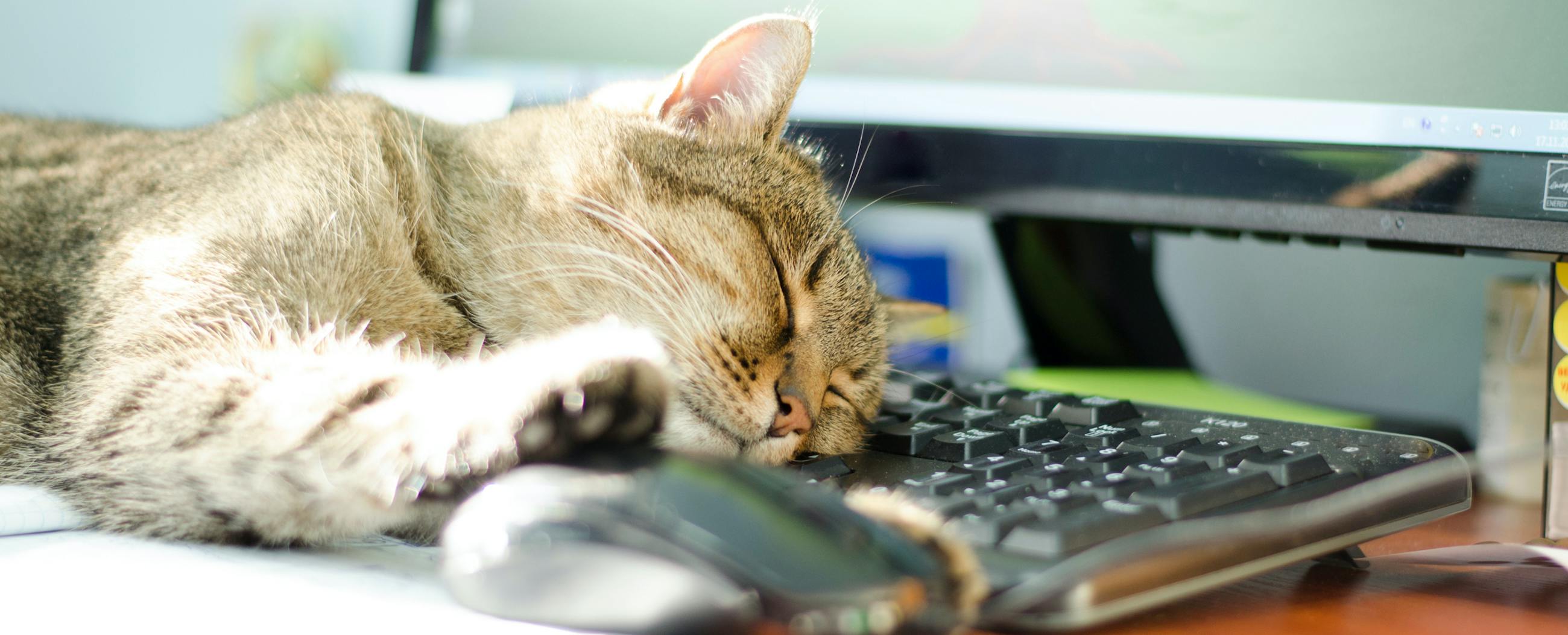 Here’s the Syllabus for Your Summer Crash Course in Online Education ...