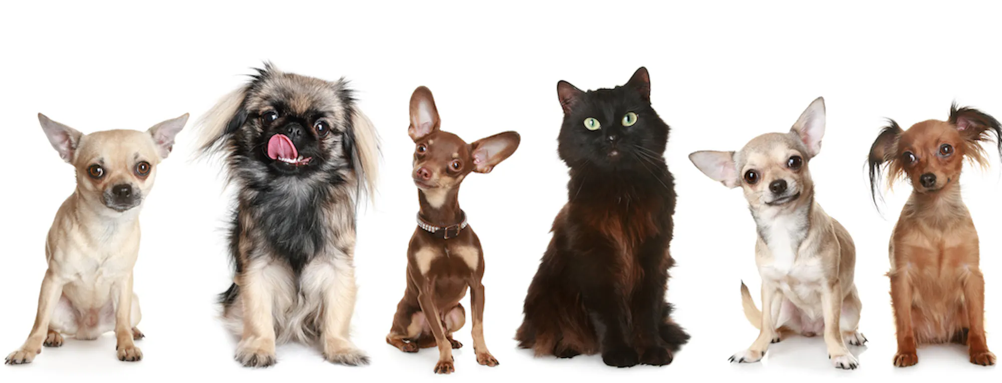 'A Cat is Not a Dog' and Other Advice for Blended Learning Teachers ...