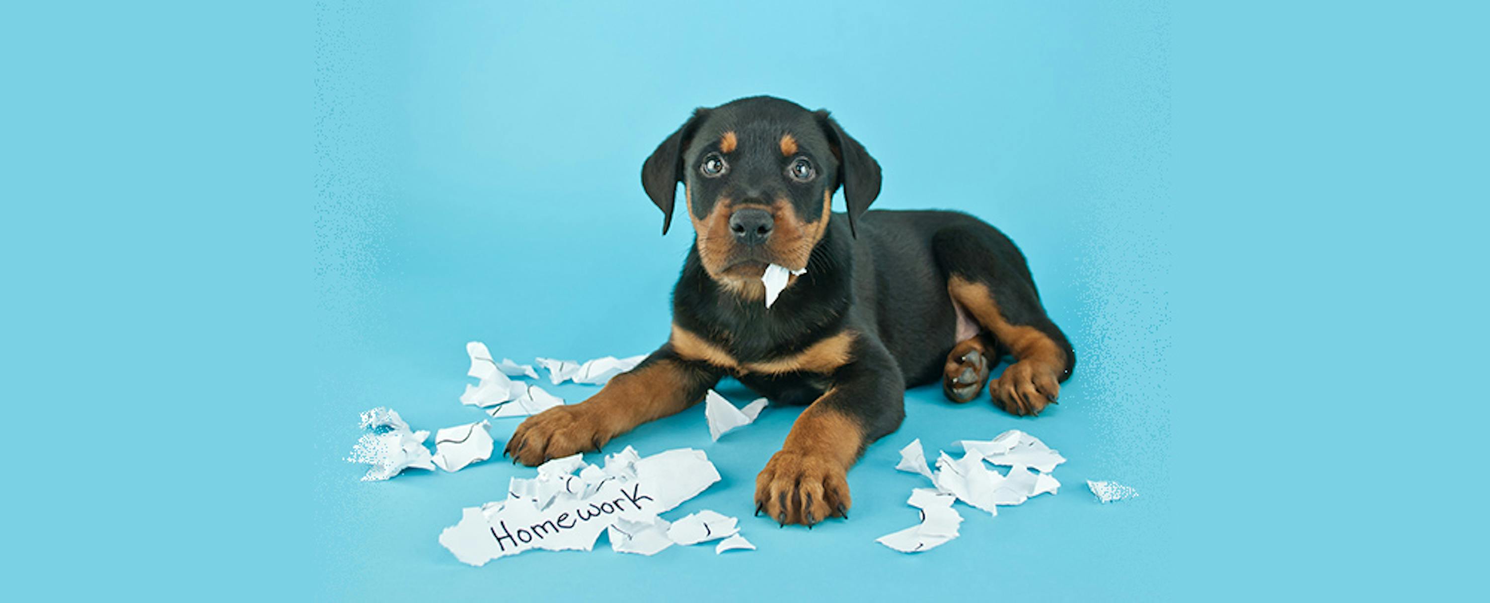 How to Create Digital Homework That Students Love | EdSurge News